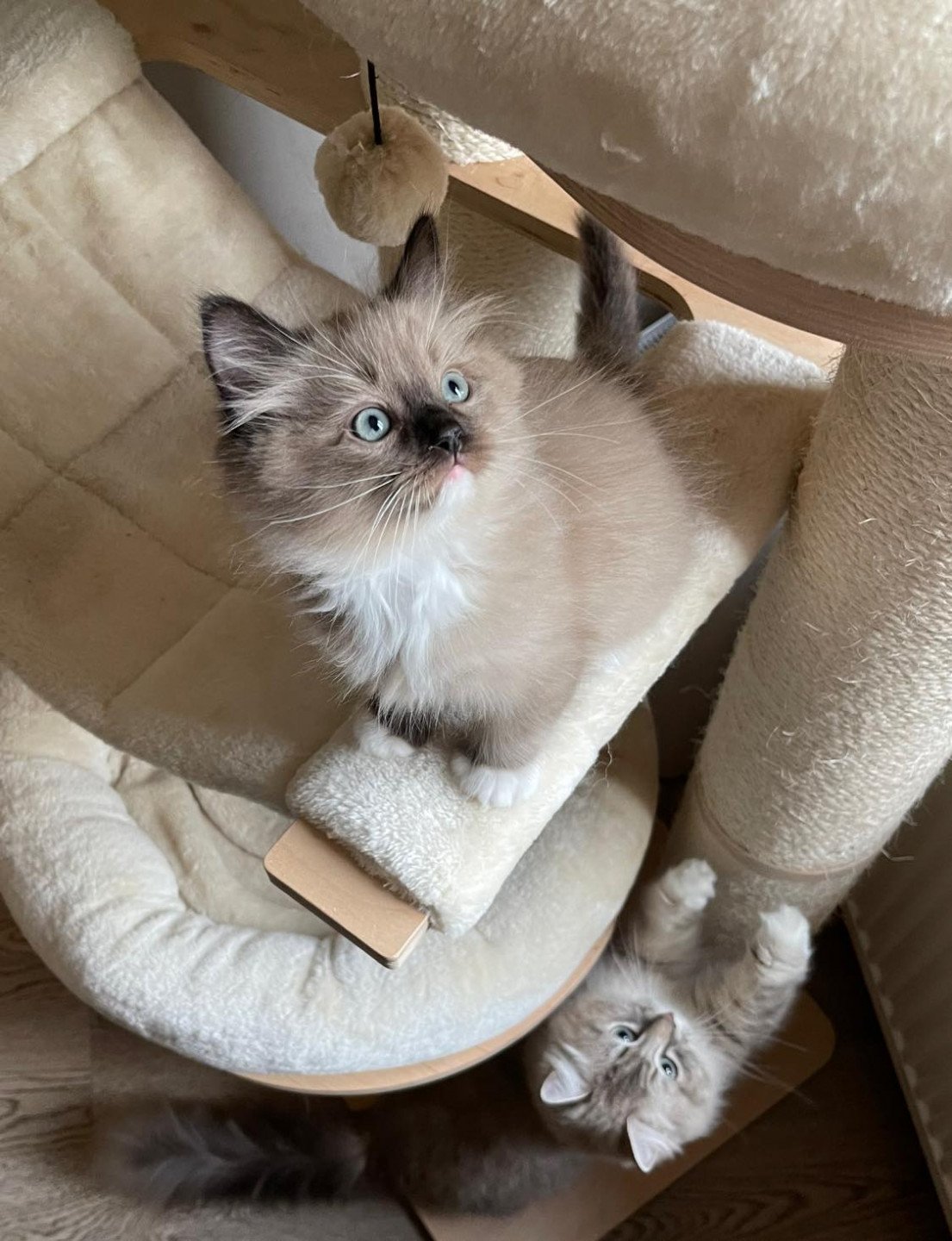 TOPAZ de L'Eden du Gival - Chaton Ragdoll Aisne | EI L'Eden du Gival