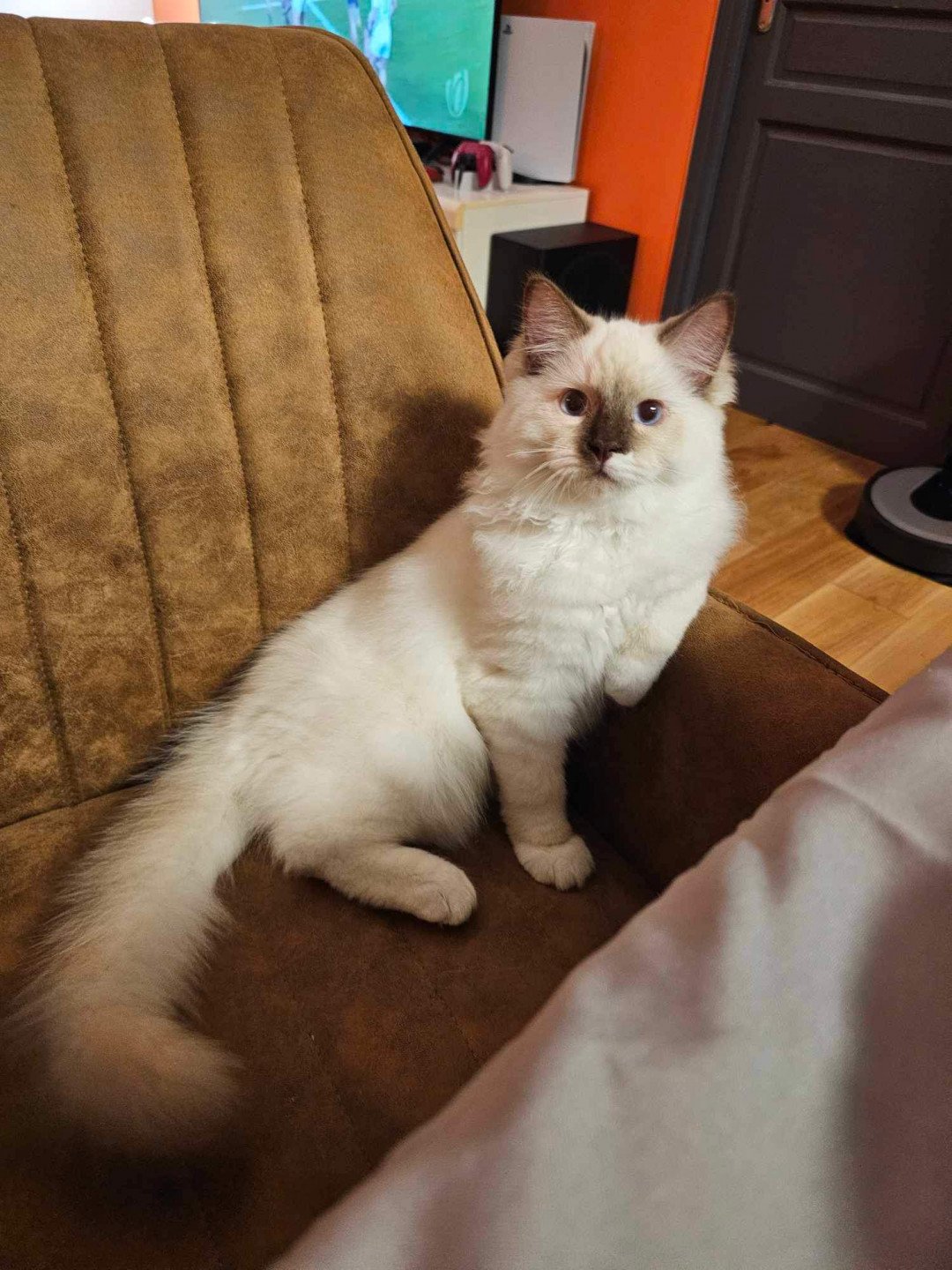 UMI de L'Eden du Gival - Chaton Ragdoll Aisne | EI L'Eden du Gival