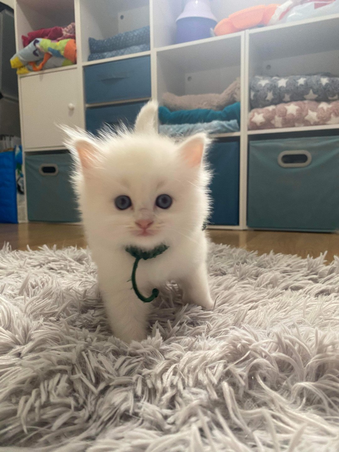 ULTIM de L'Eden du Gival - Chaton Ragdoll Aisne | EI L'Eden du Gival