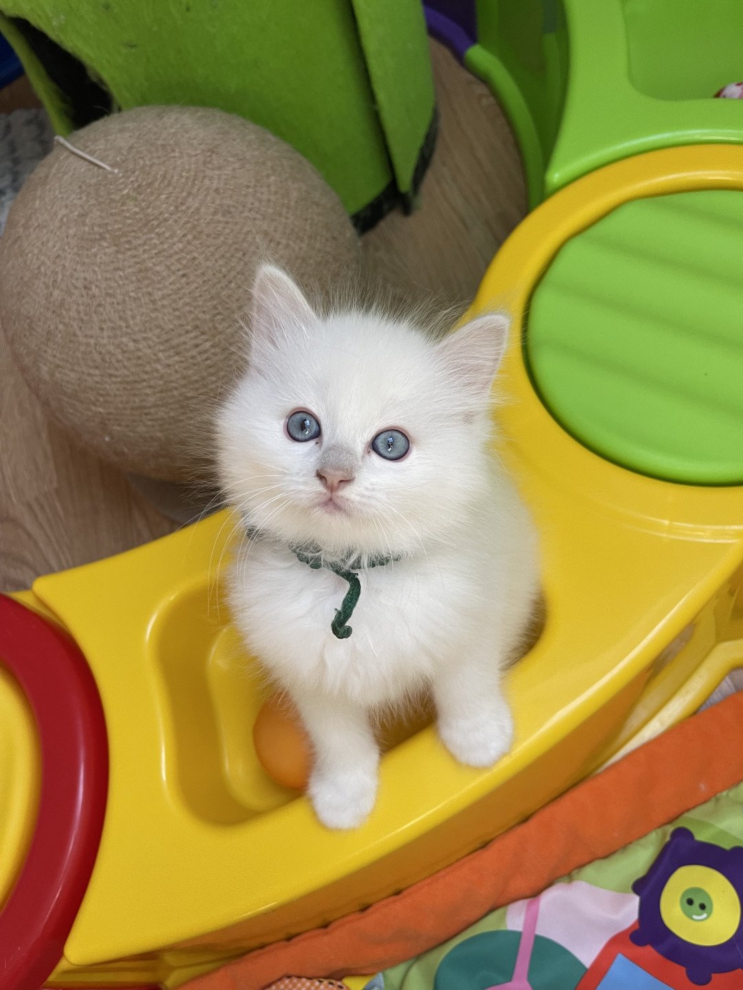 ULTIM de L'Eden du Gival - Chaton Ragdoll Aisne | EI L'Eden du Gival