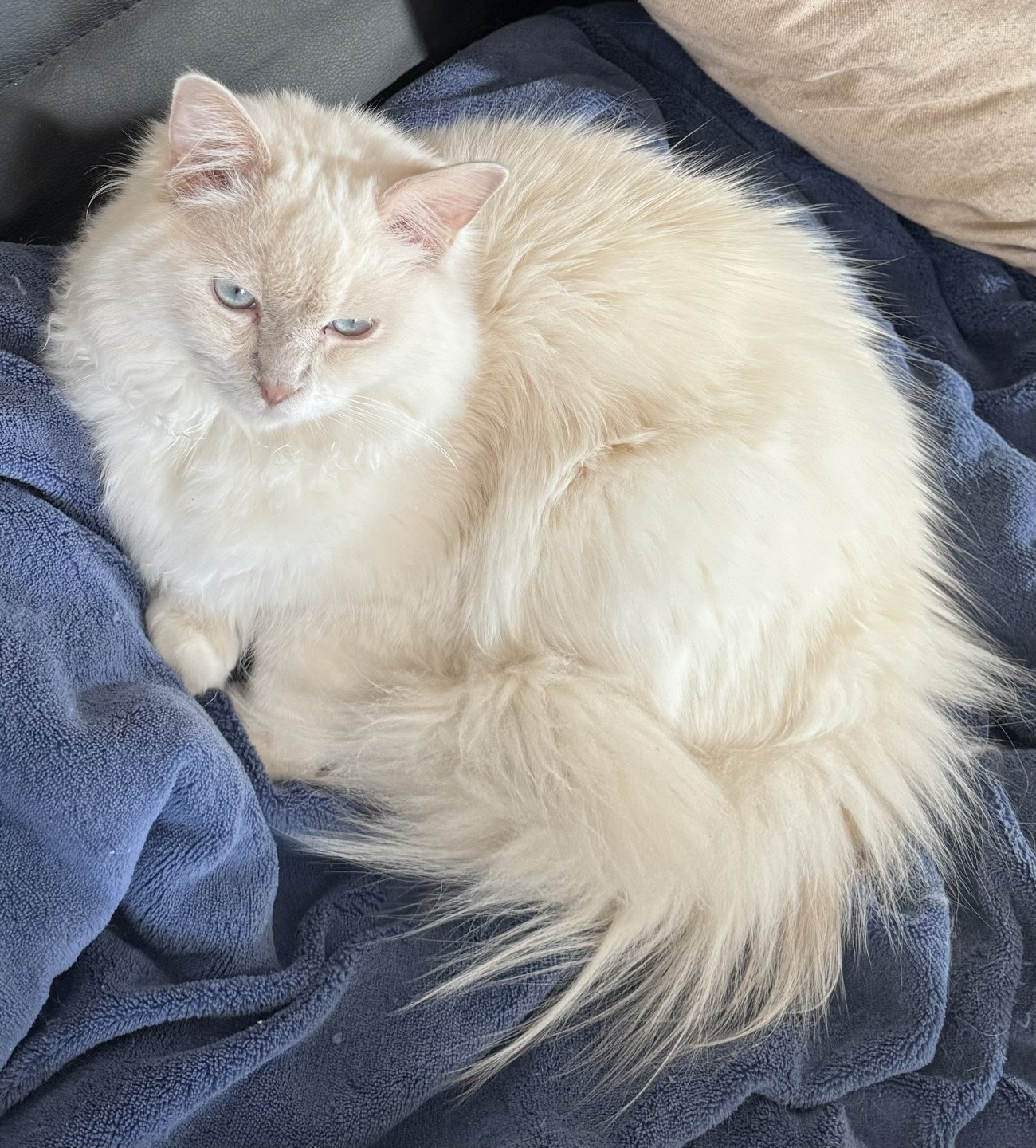 Ultim de L'Eden du Gival - Chaton Ragdoll Aisne | EI L'Eden du Gival