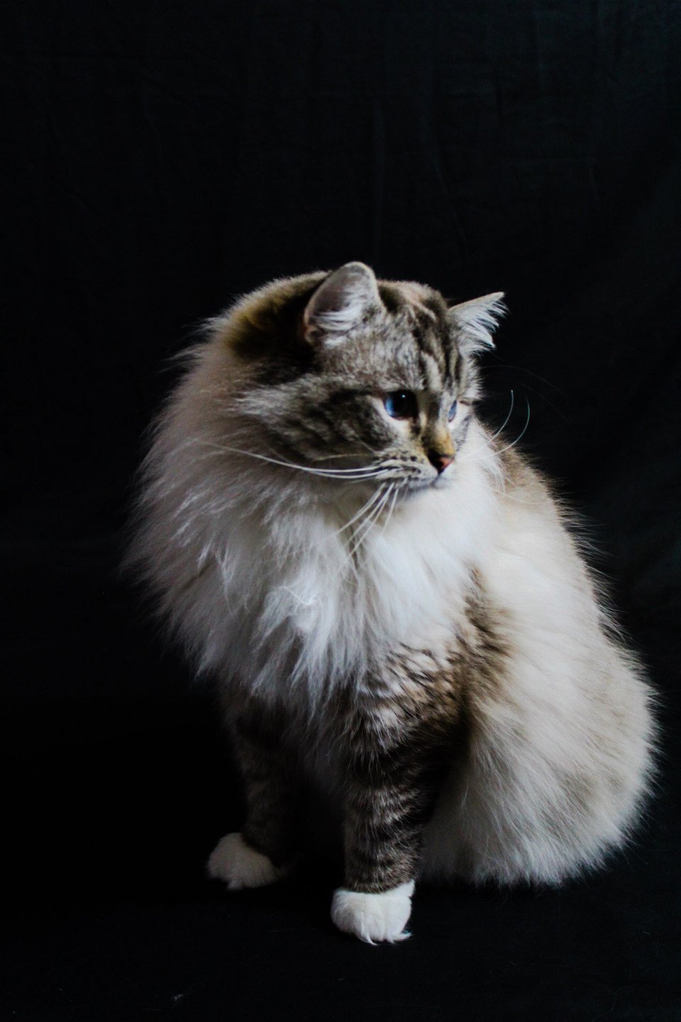 NERFERTITI chat ragdoll aisne seal tabby point mitted