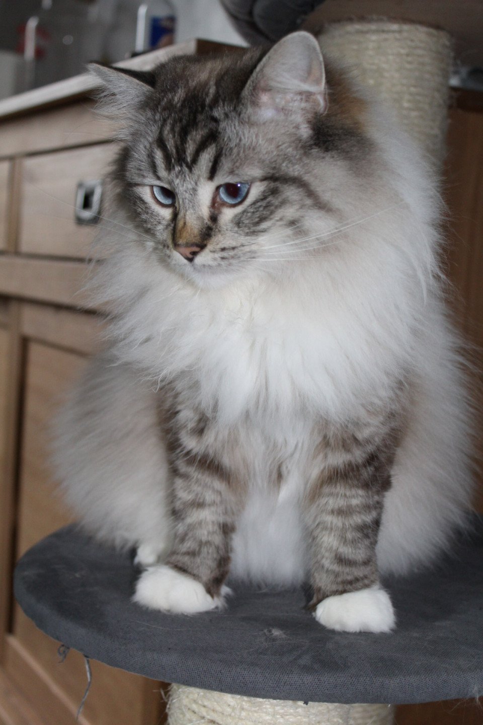 NERFERTITI chat ragdoll aisne seal tabby point mitted