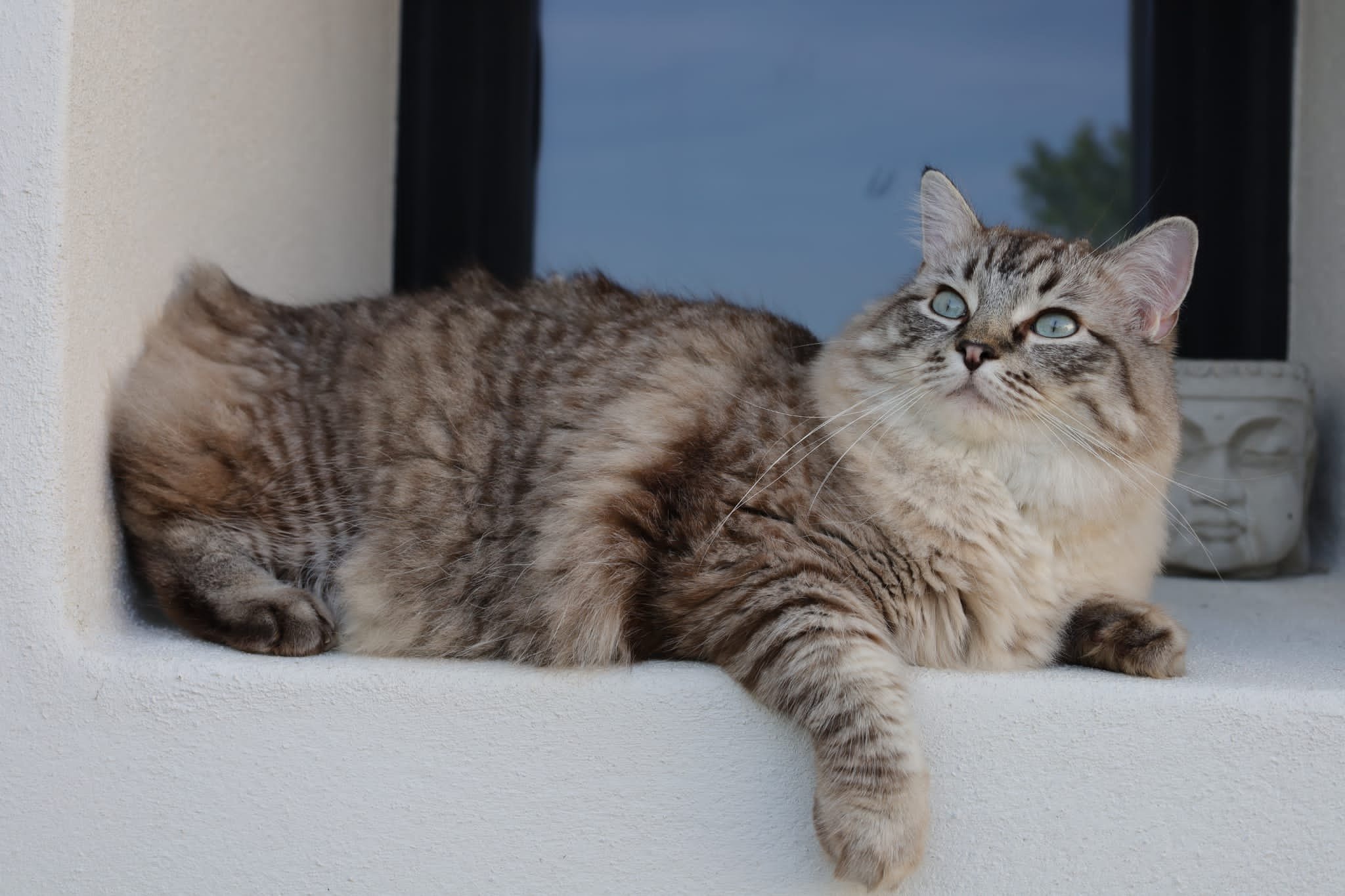 PEACH L'Eden du Gival - Chaton Ragdoll Aisne | EI L'Eden du Gival