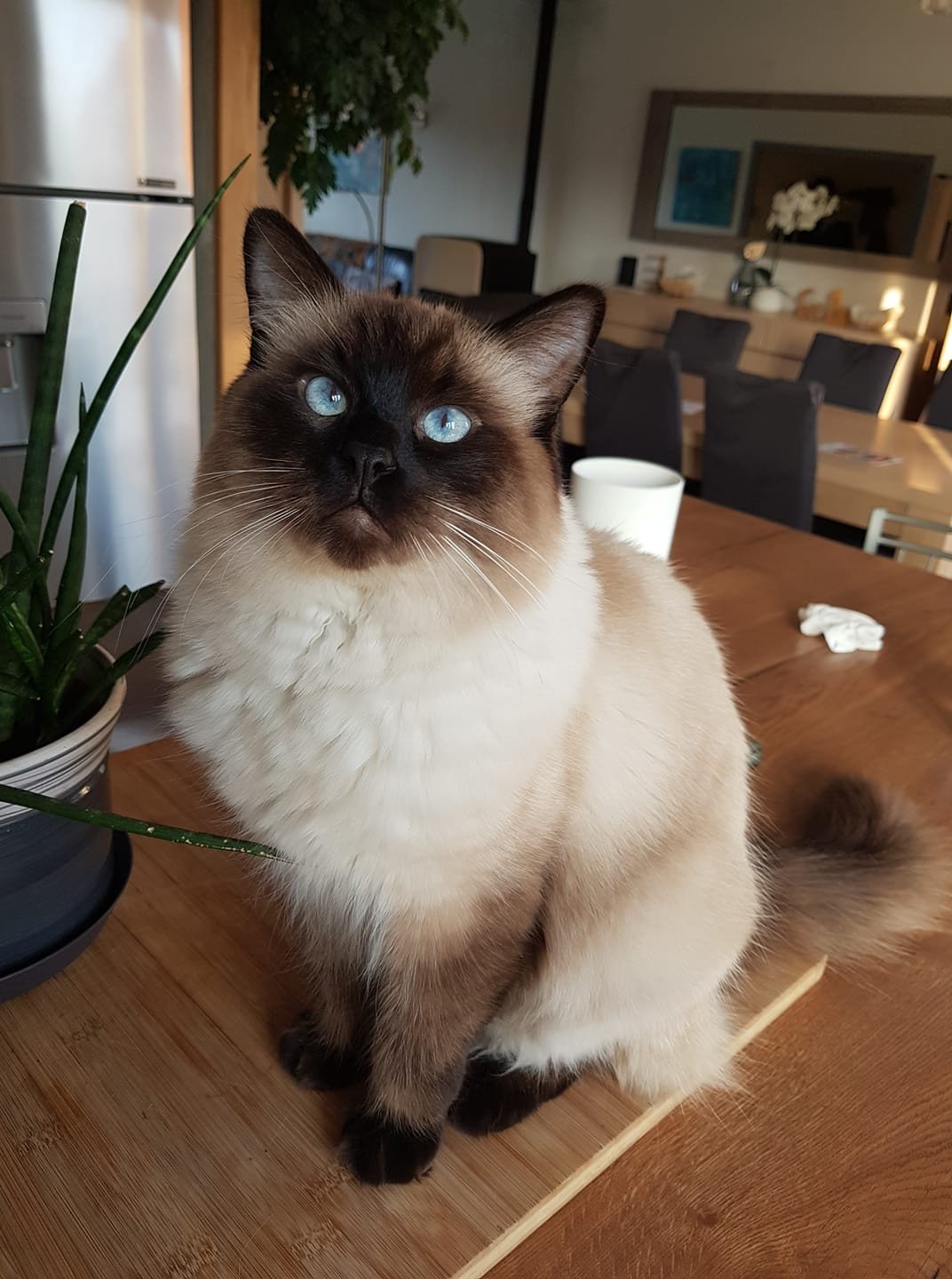 Portée NEFERTITI Ragdoll seal tabby point mitted ZEUS Ragdoll blue...