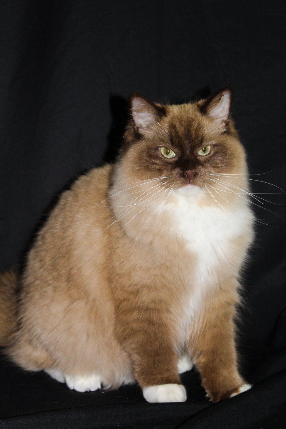 REBELLE DE L'EDEN DU GIVAL CHAT RAGDOLL AISNE CHOCOLAT SEPIA MITTED ...