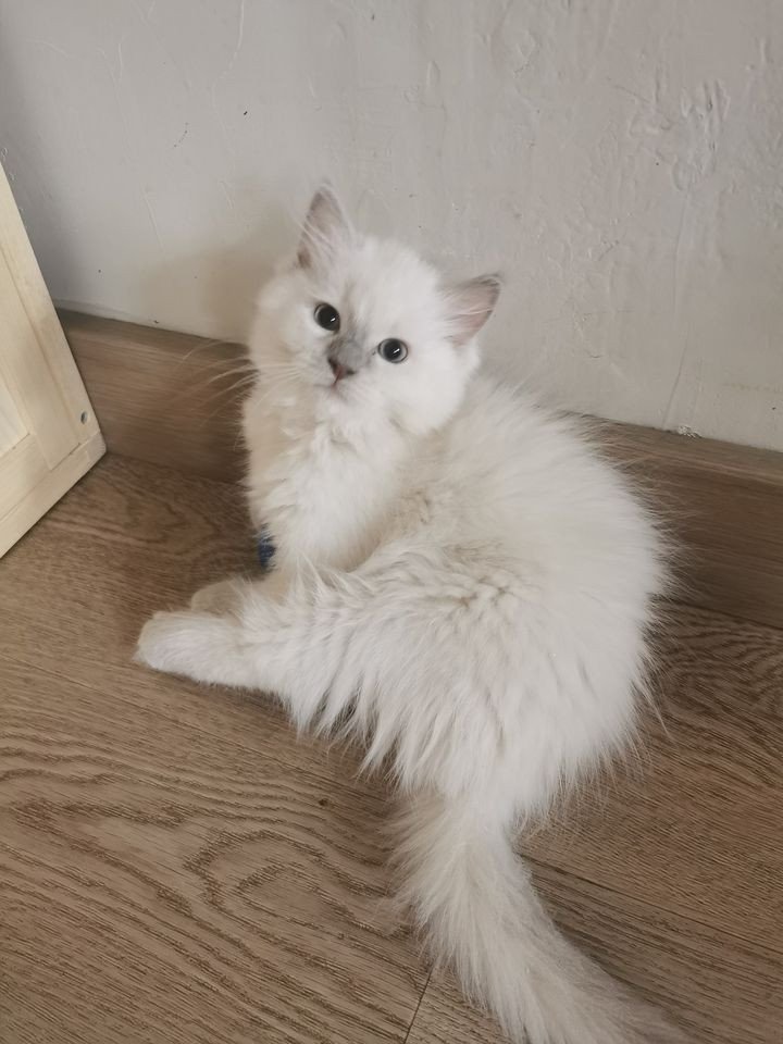 REINE CHIBI L'Eden du Gival - Chaton Ragdoll Aisne