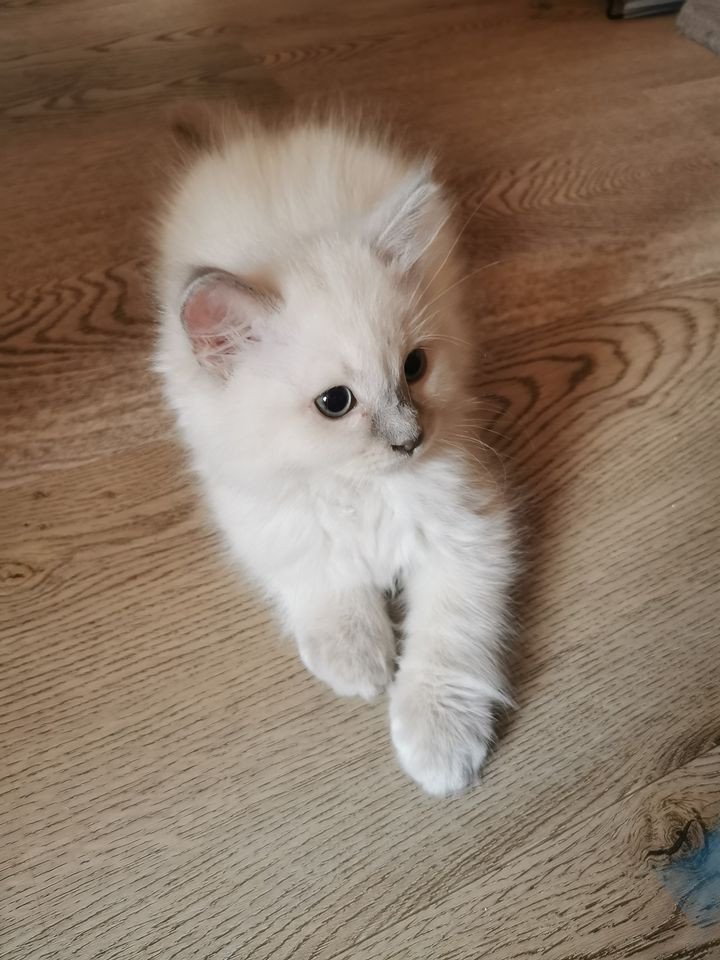 REINE CHIBI L'Eden du Gival - Chaton Ragdoll Aisne