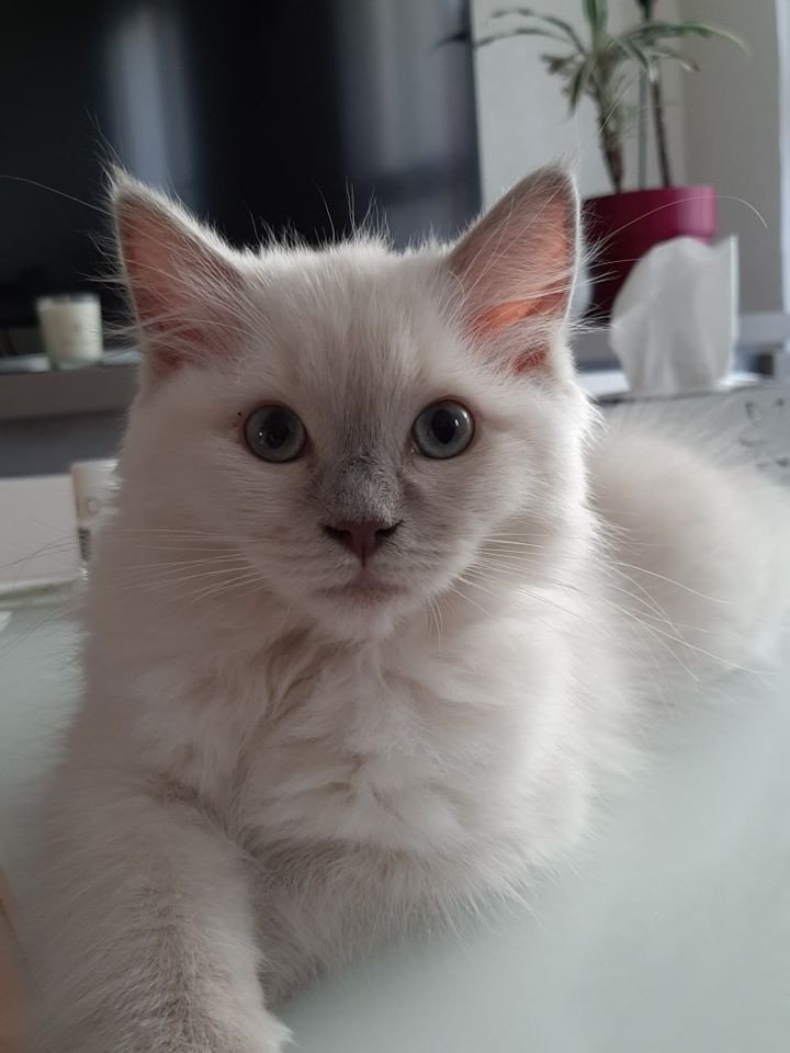 REINE CHIBI L'Eden du Gival - Chaton Ragdoll Aisne