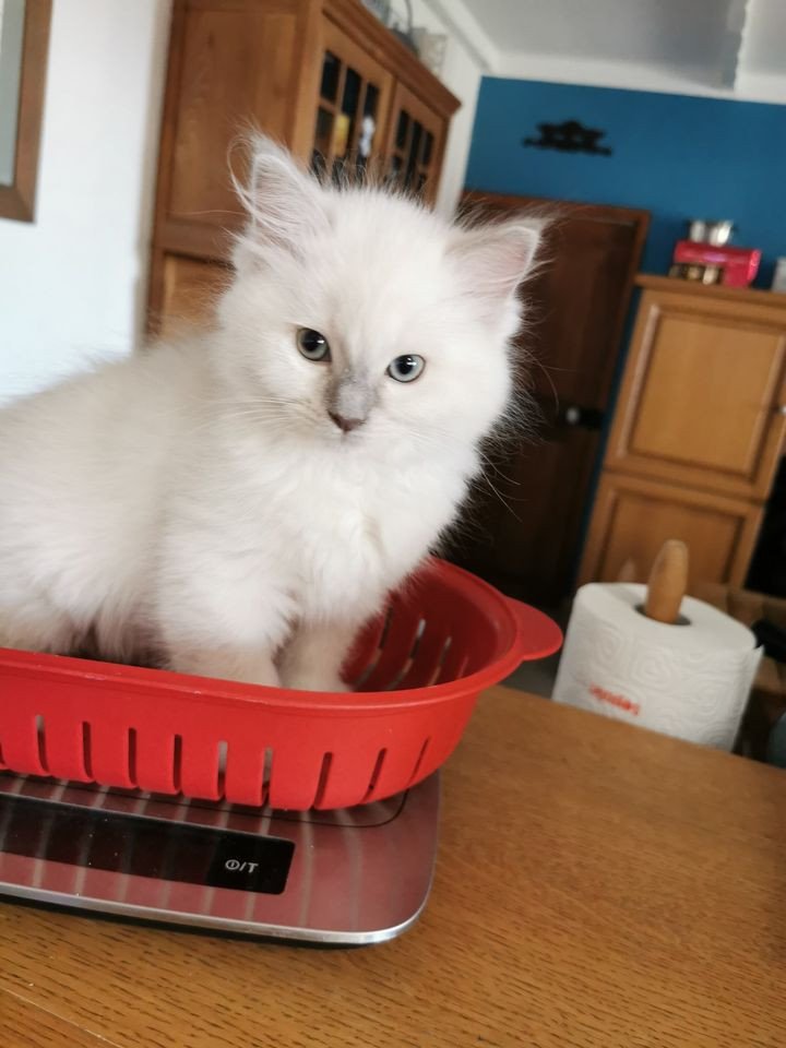 REINE CHIBI L'Eden du Gival - Chaton Ragdoll Aisne