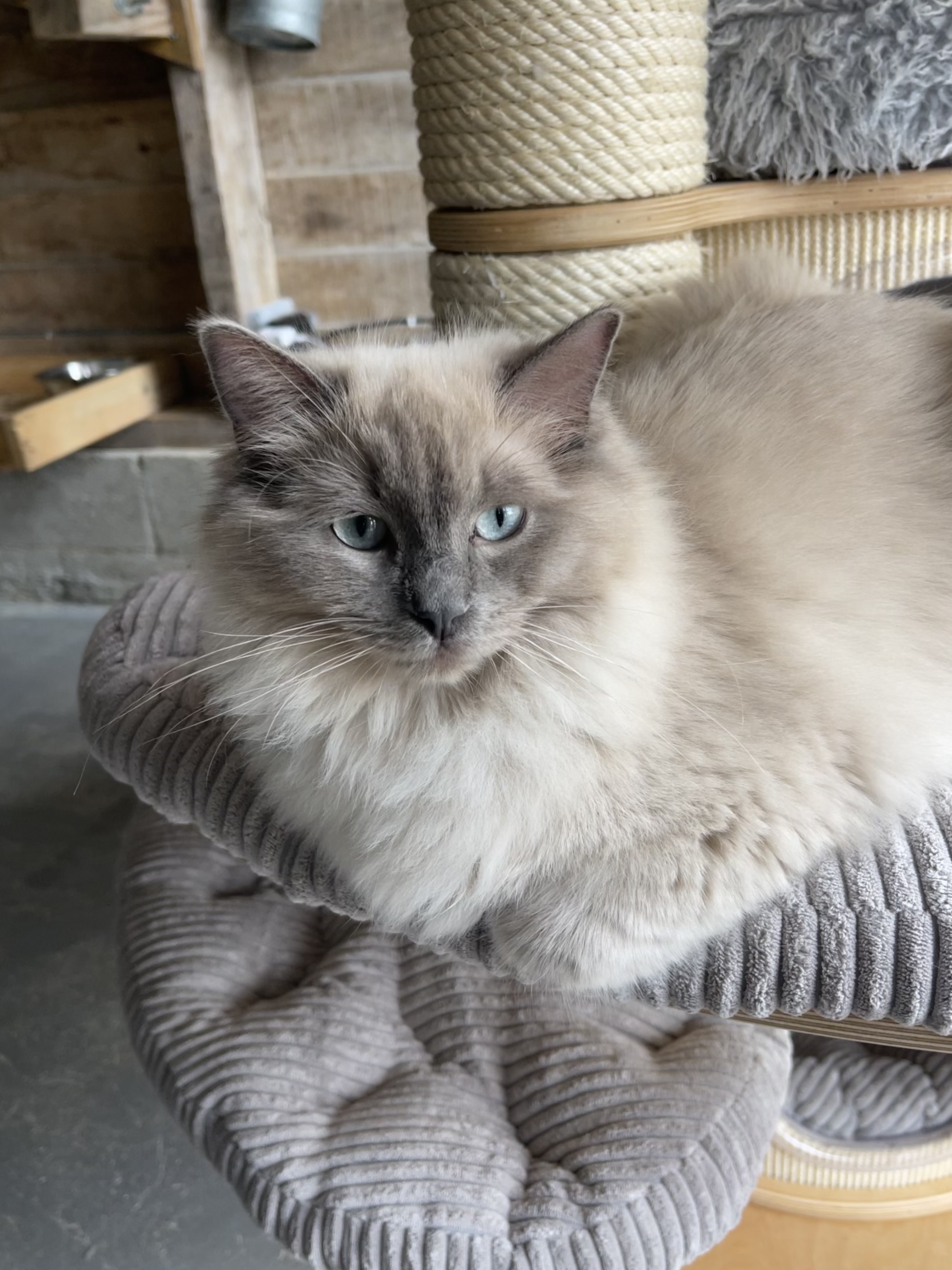 REVE de Blue Eyes Jess CHAT RAGDOLL AISNE BLEU MINK ELEVAGE FELIN GIVAL