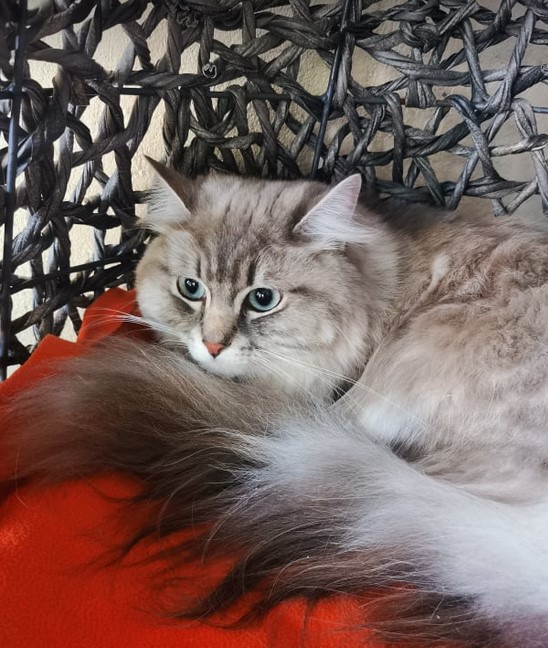 ROMY des Cosmopolitains - Chat Ragdoll Aisne | EI L'Eden du Gival