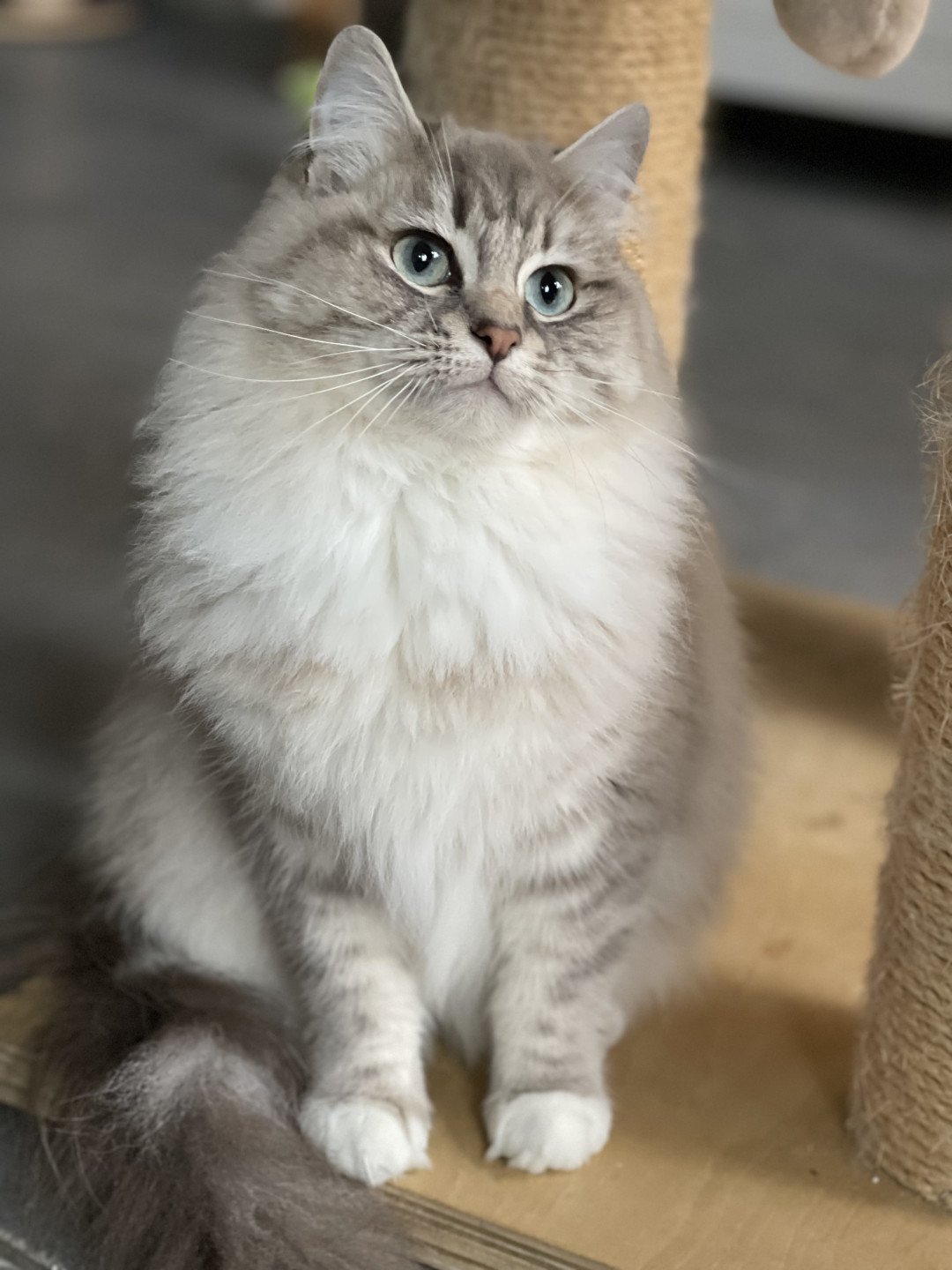 ROMY des Cosmopolitains - Chat Ragdoll Aisne | EI L'Eden du Gival