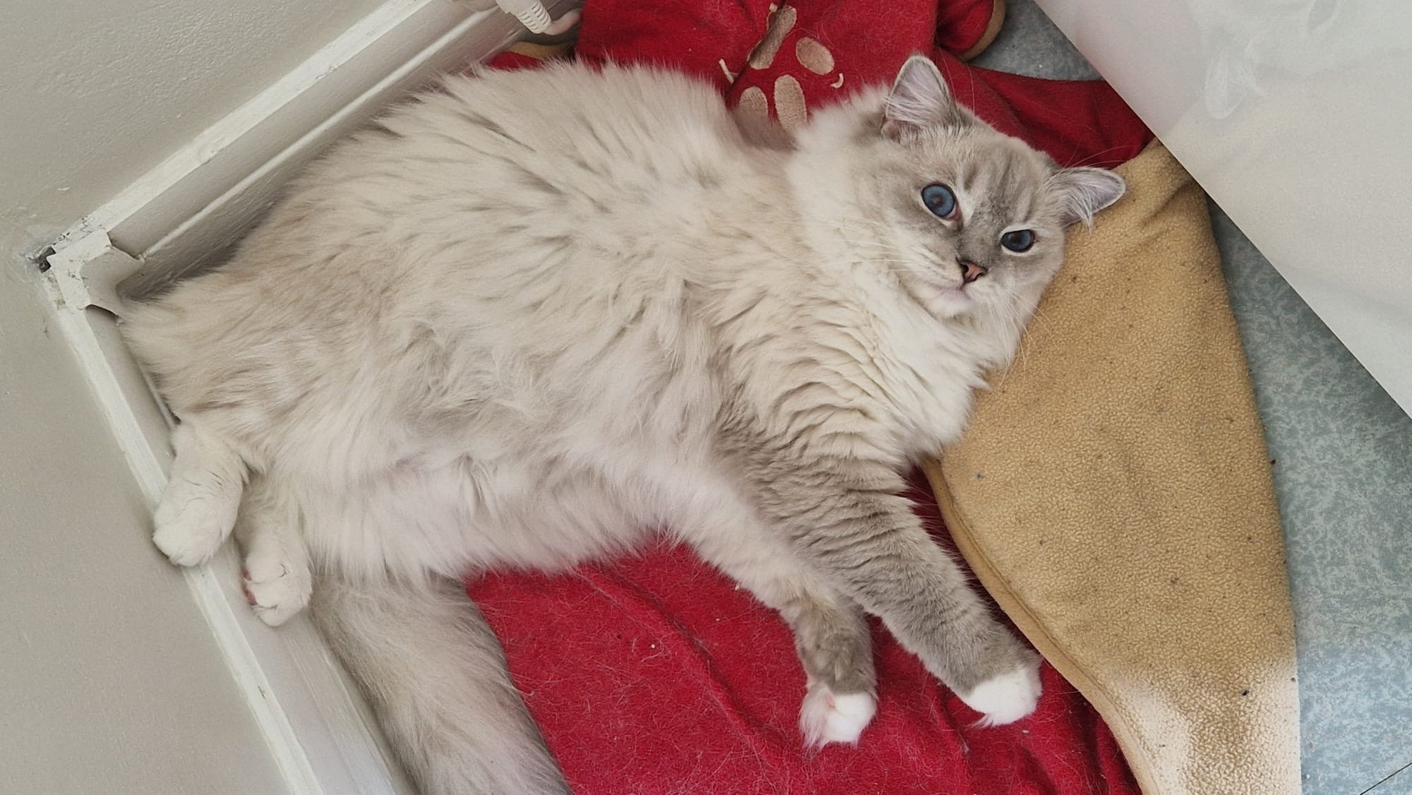 UMA de L'Eden du Gival - Chaton Ragdoll Aisne | EI L'Eden du Gival