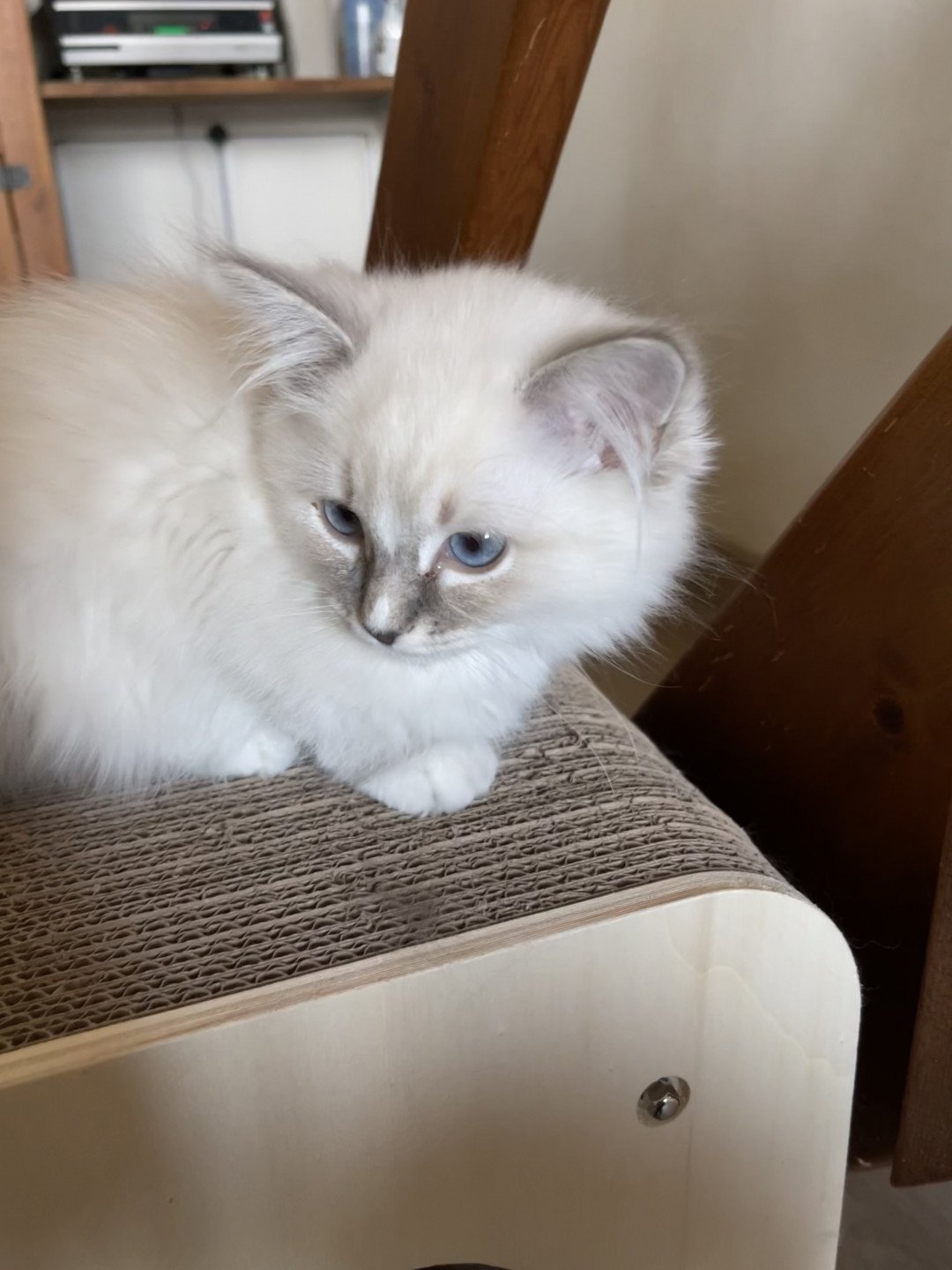 THALIA de L'Eden du Gival - Chat Ragdoll Aisne | EI L'Eden du Gival