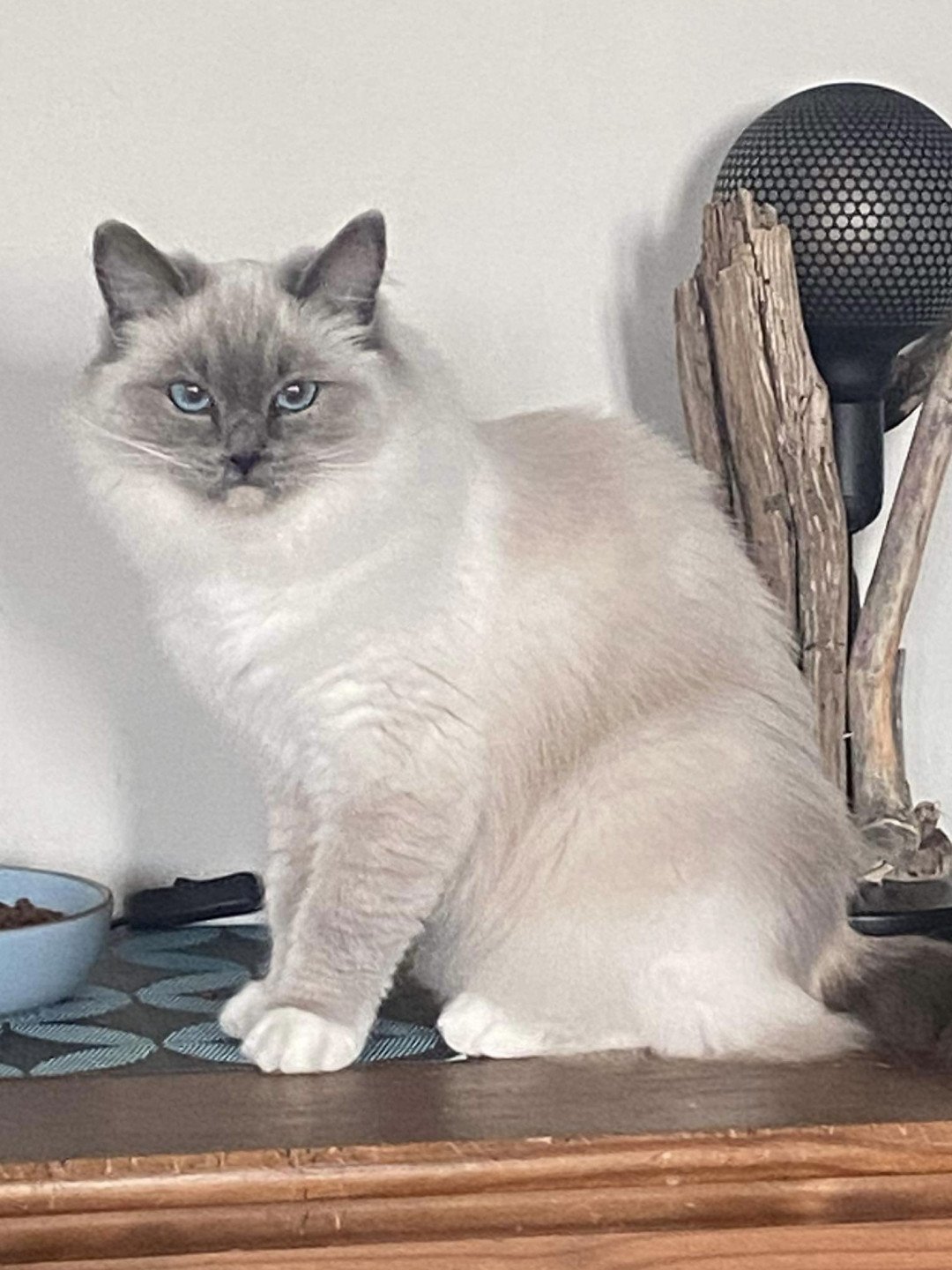TOGETHER Ragdoll bleu point mitted | EI L'Eden du Gival
